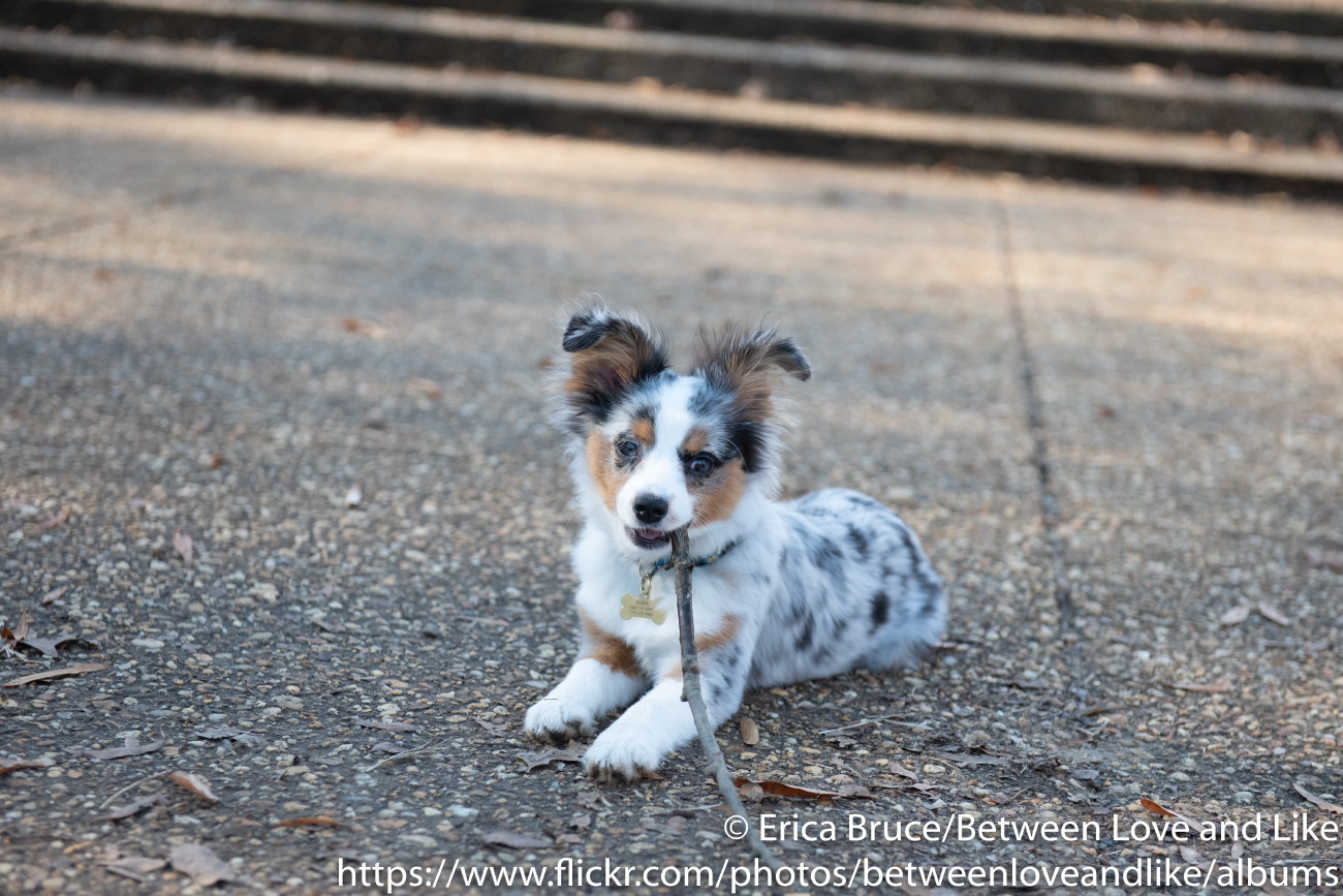 Dome Dogs: The Dogs of Capitol Hill – A photo series of the dogs who ...