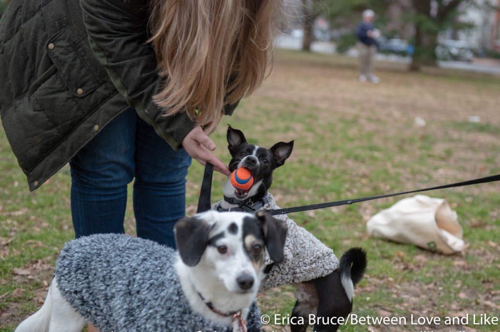 Dome Dogs: The Dogs of Capitol Hill – A photo series of the dogs who ...