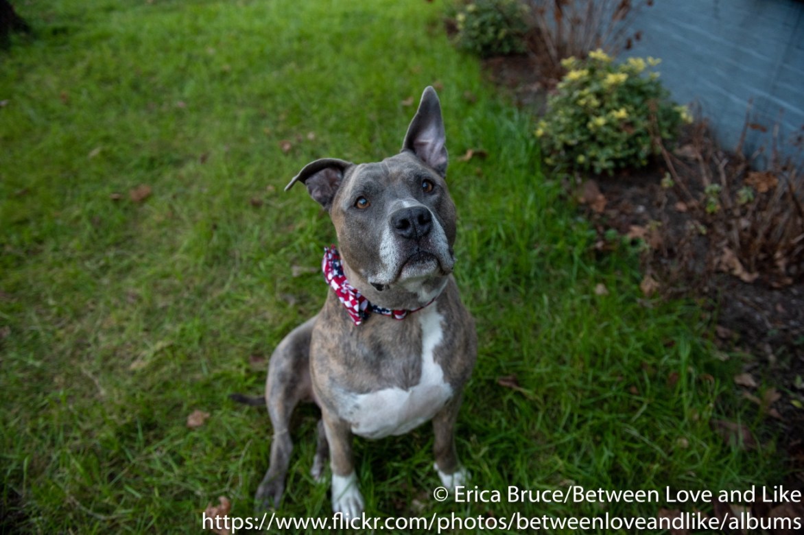 Dome Dogs: The Dogs of Capitol Hill – A photo series of the dogs who ...