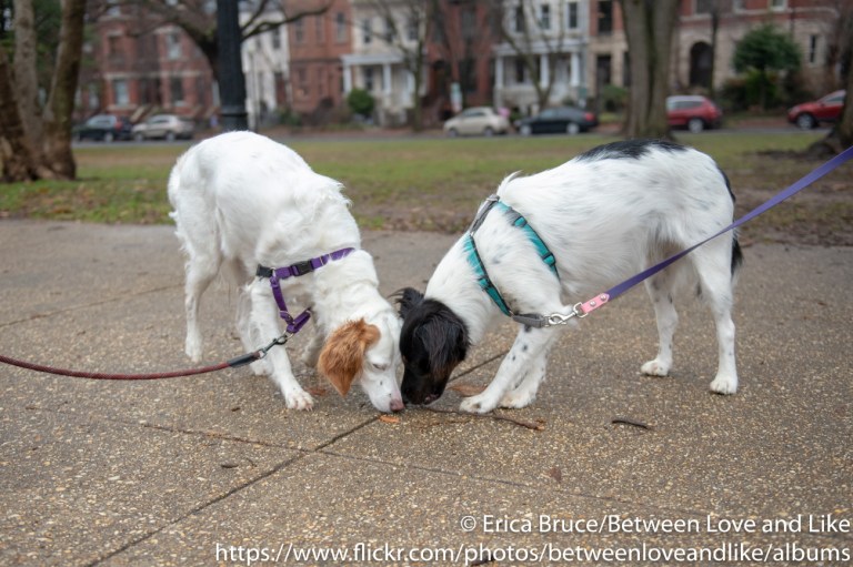 Dome Dogs: The Dogs of Capitol Hill – A photo series of the dogs who ...